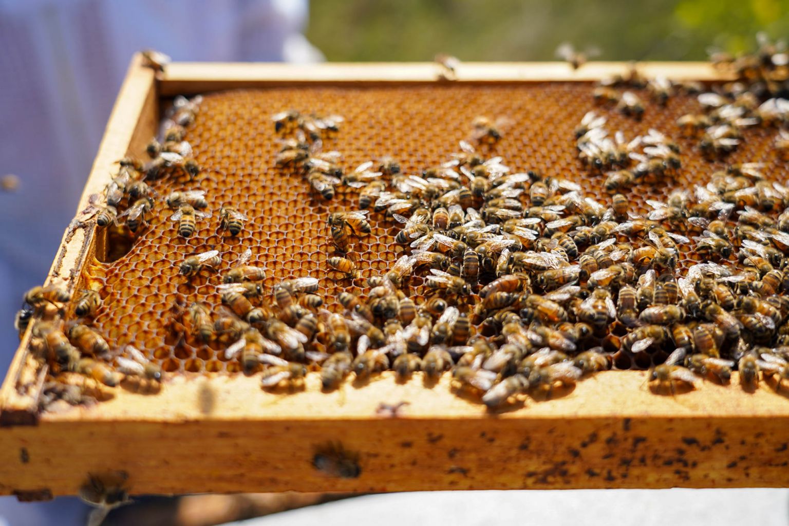 Mount St. Michael’s bee club combines faith, farming, and hands-on ...