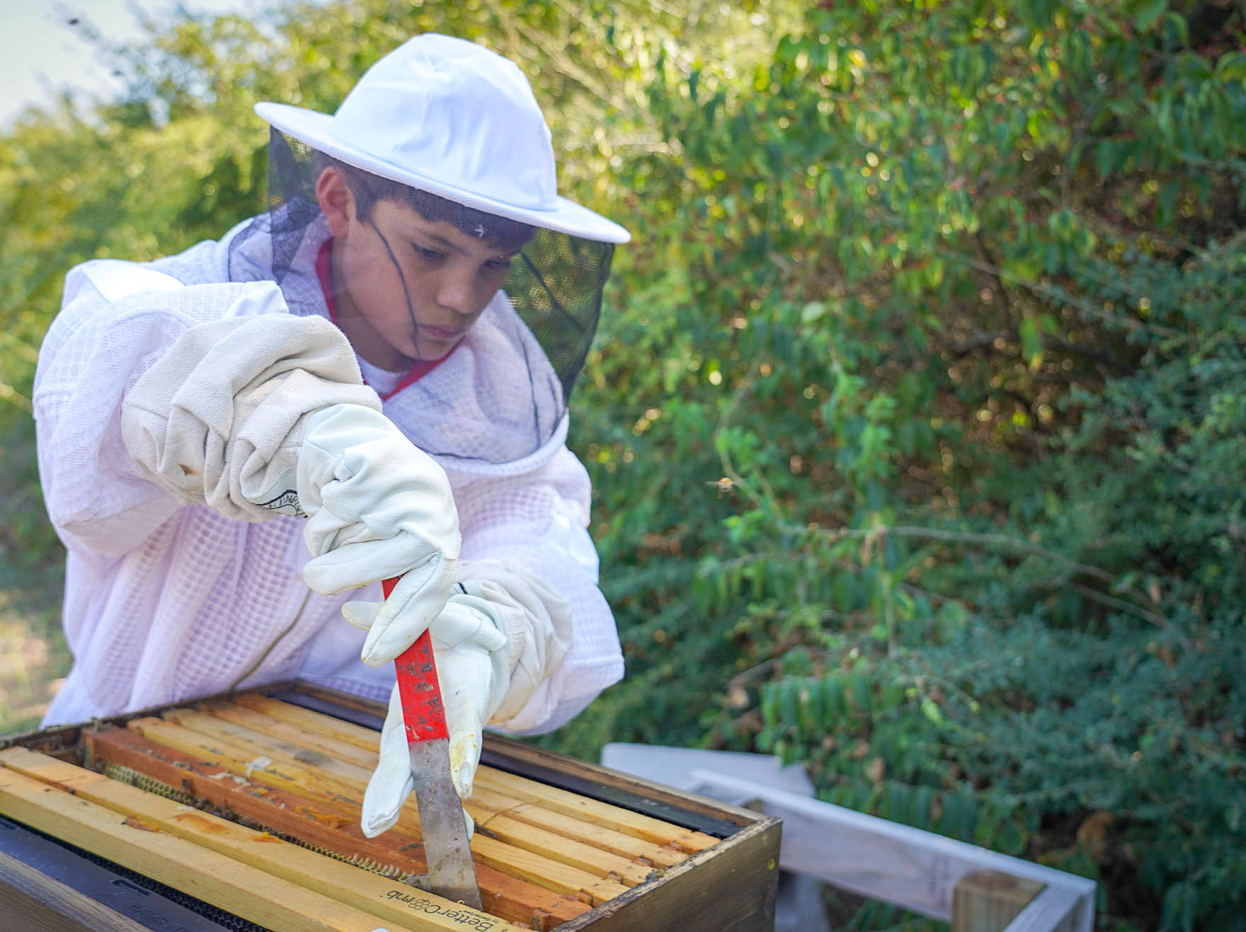 Mount St. Michael’s bee club combines faith, farming, and hands-on ...